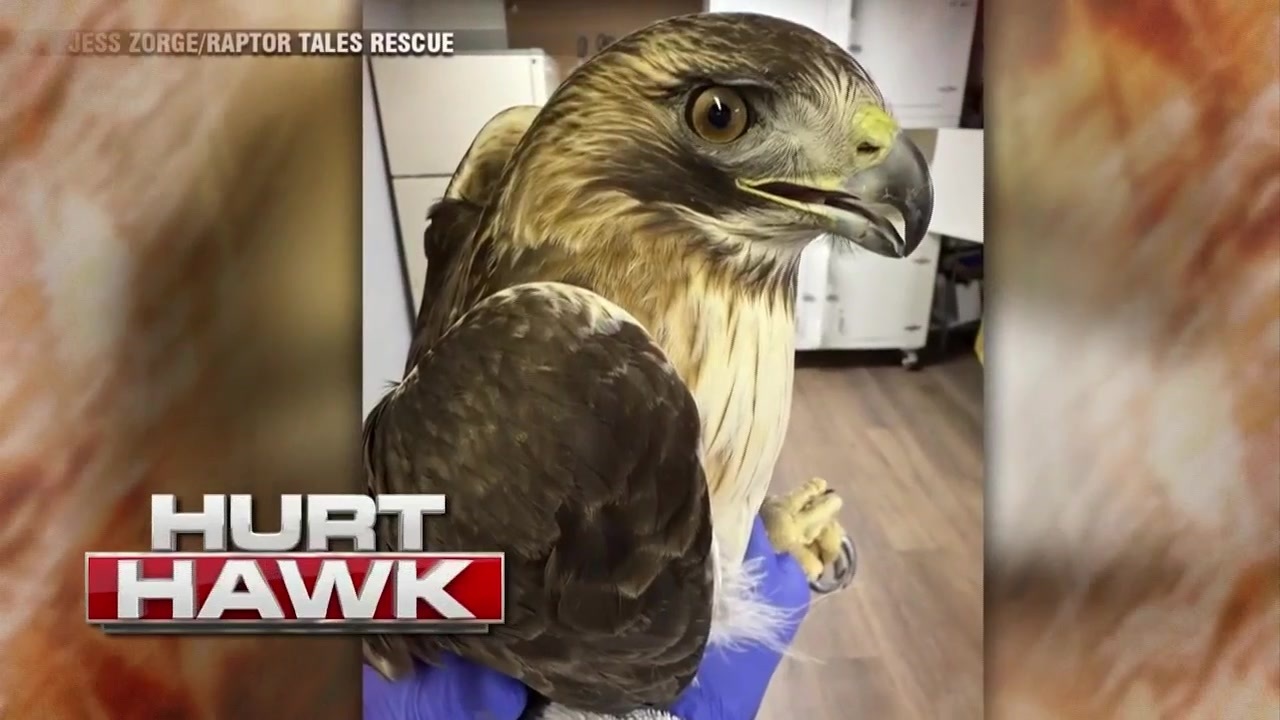 Red tailed hawk found injured, officials investigating - Boston News ...