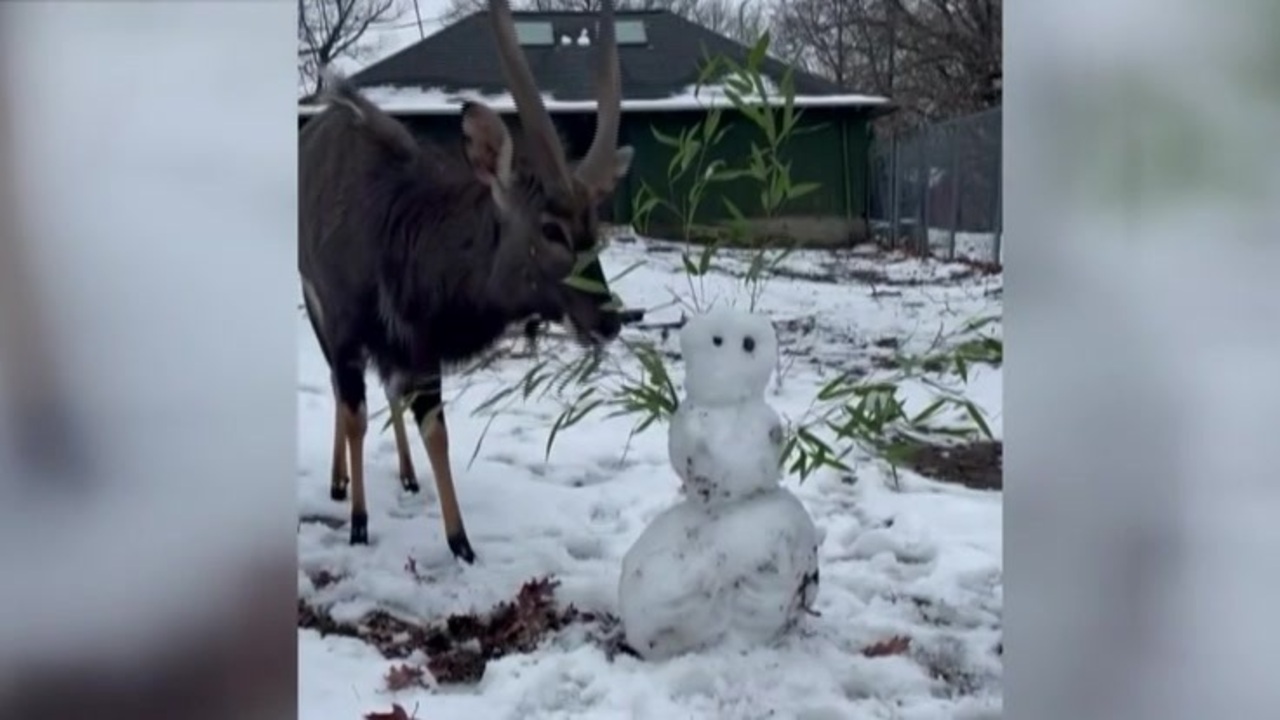 Franklin Park Zoo animal snacks on snowman adorned with bamboo - Boston ...