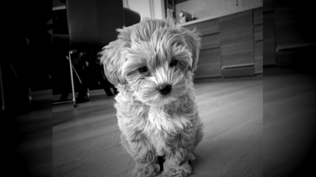 7 Investigates: Fake pet adoption sites steal pet photos to deceive ...