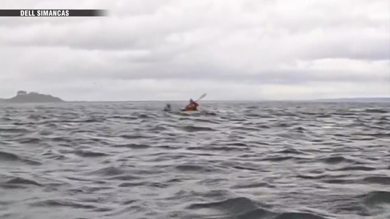A humpback whale briefly swallows kayaker in Chilean Patagonia — and it ...