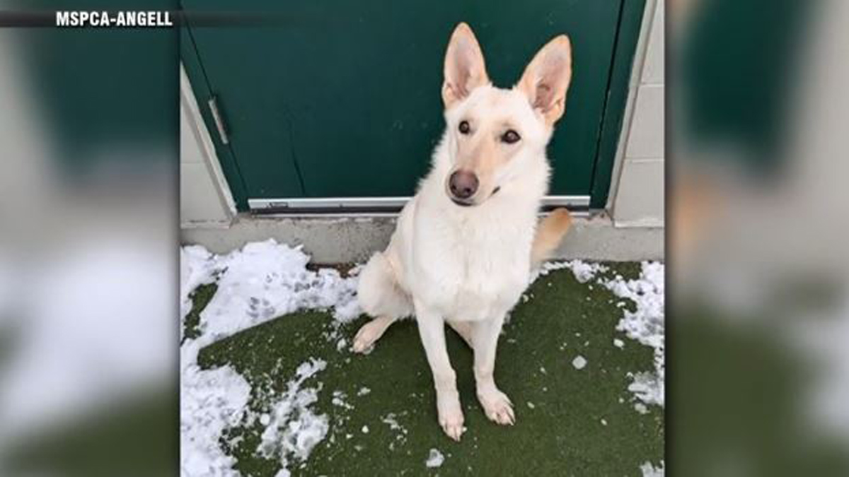 MSPCA-Angell hosting ‘Missed Connections’ adoption event - Boston News ...
