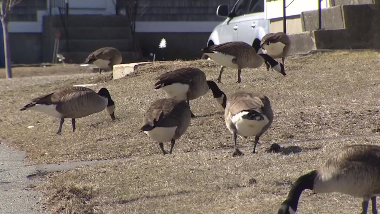 Officials investigating possible animal cruelty case after several dead ...