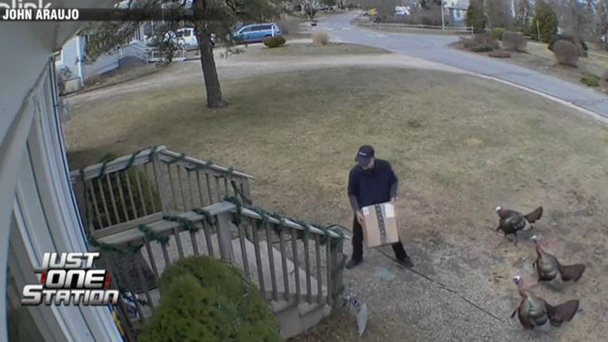 Turkey Trouble: Hyannis mailman recalls run-in with bold birds - Boston ...