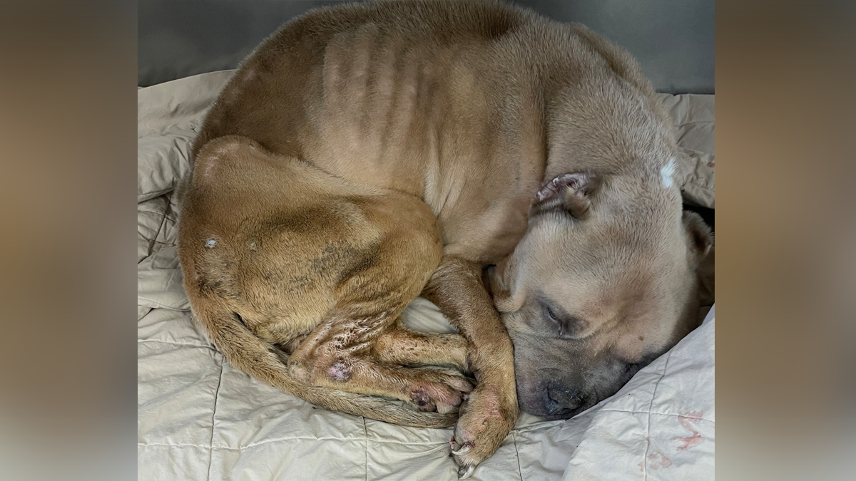 Injured pit bull found in Worcester, police looking for owner - Boston ...