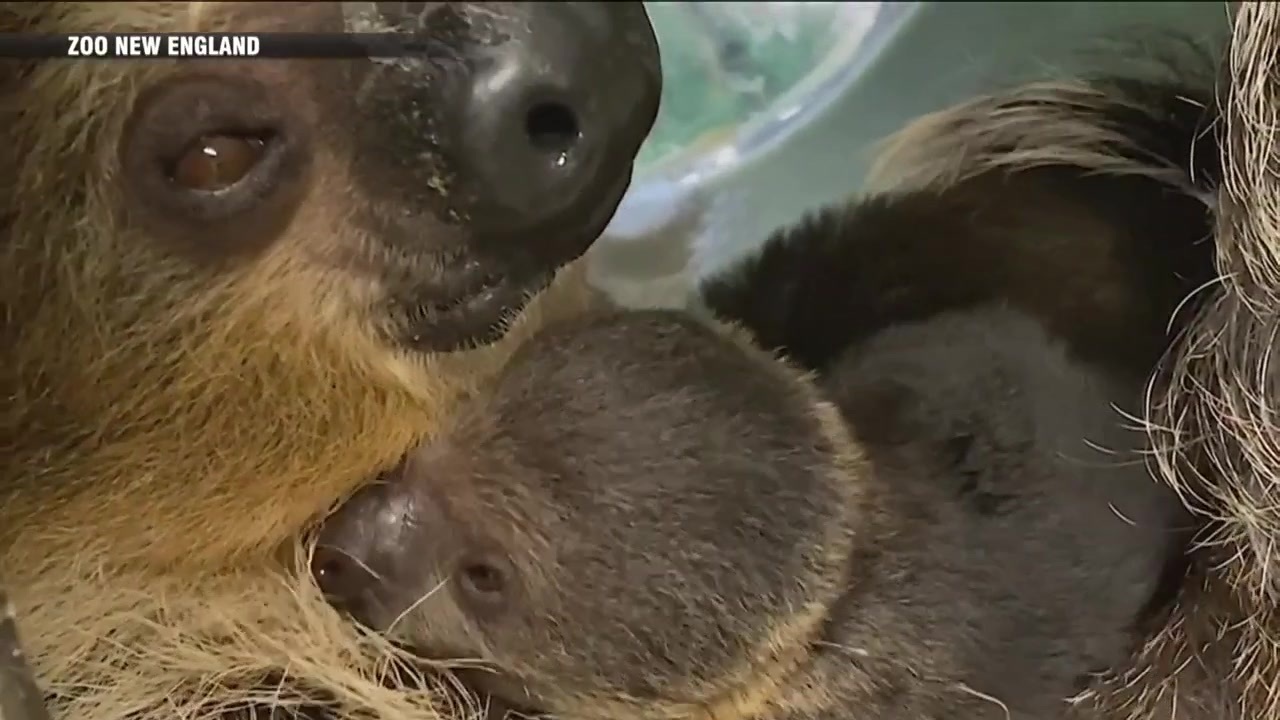 Stone Zoo announces birth of baby two-toed sloth - Boston News, Weather ...