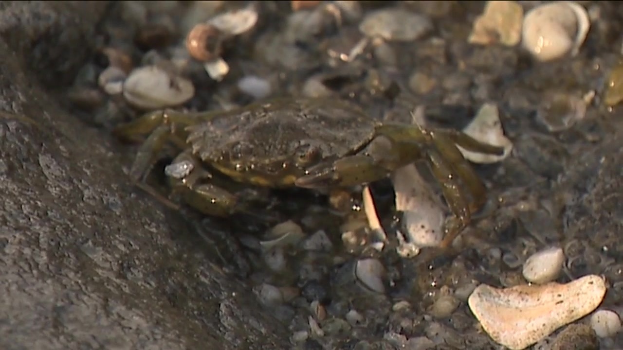 7 Investigates: The coastal creature threatening New England waters ...