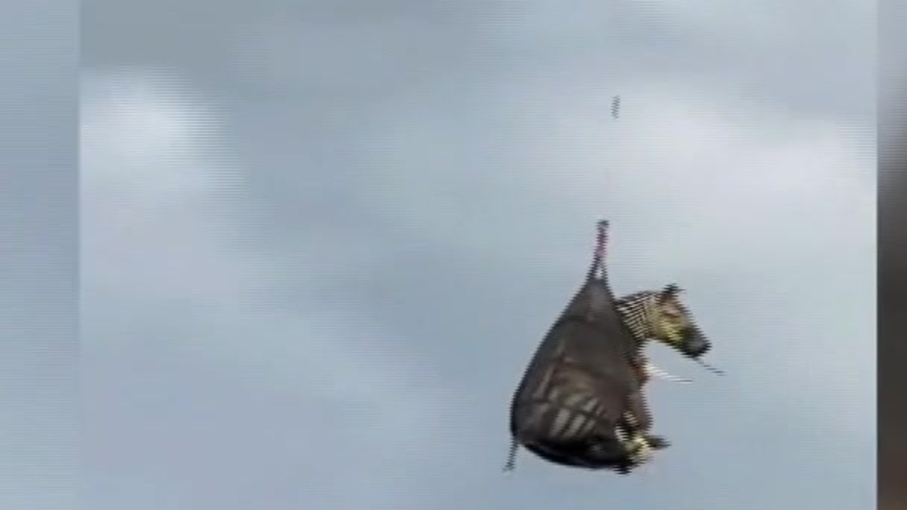 A runaway pet zebra has been captured in Tennessee - Boston News, Weather, Sports | WHDH 7News