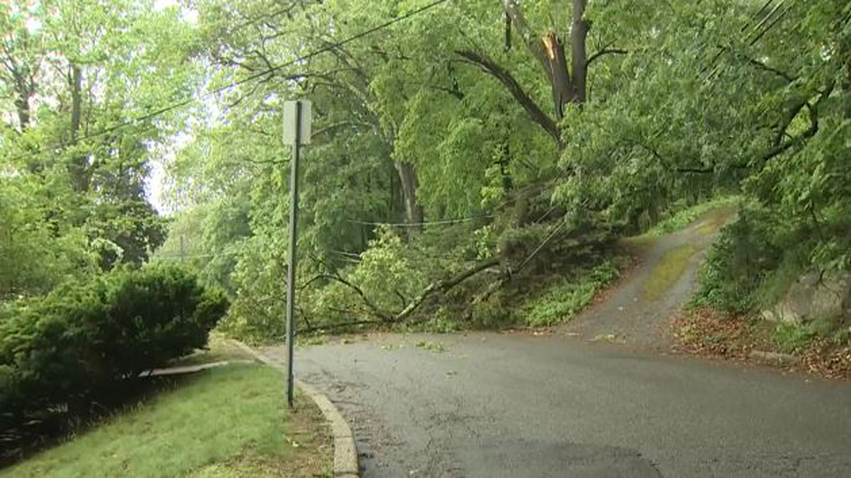 Strong winds down trees, power lines in Waltham as storms roll through - Boston News, Weather ...