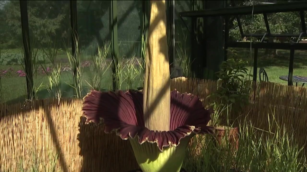 ‘It smells like something died’: Flower known for it’s terrible odor on ...