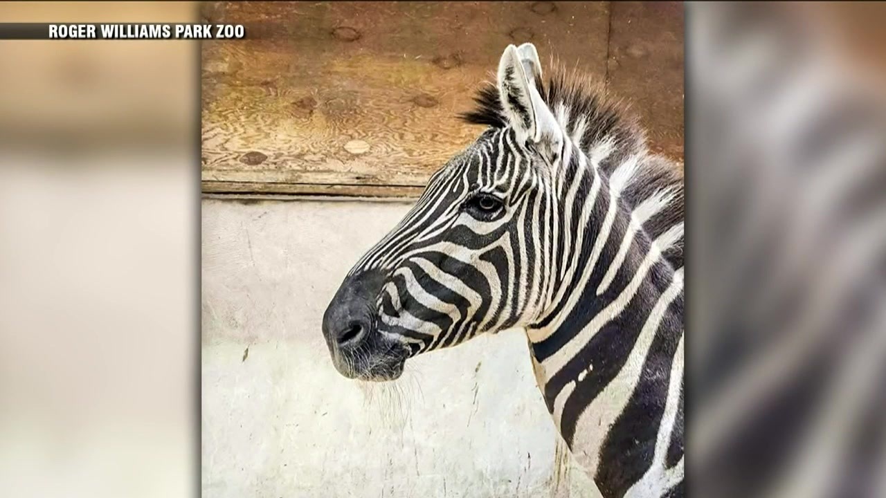 Roger Williams Zoo mourning loss of zebra - Boston News, Weather ...