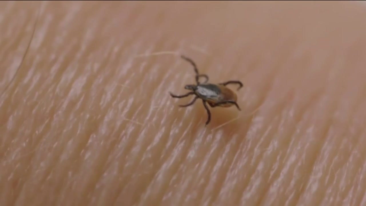 Invasive, disease-carrying tick found in Maine, the farthest northeast ...