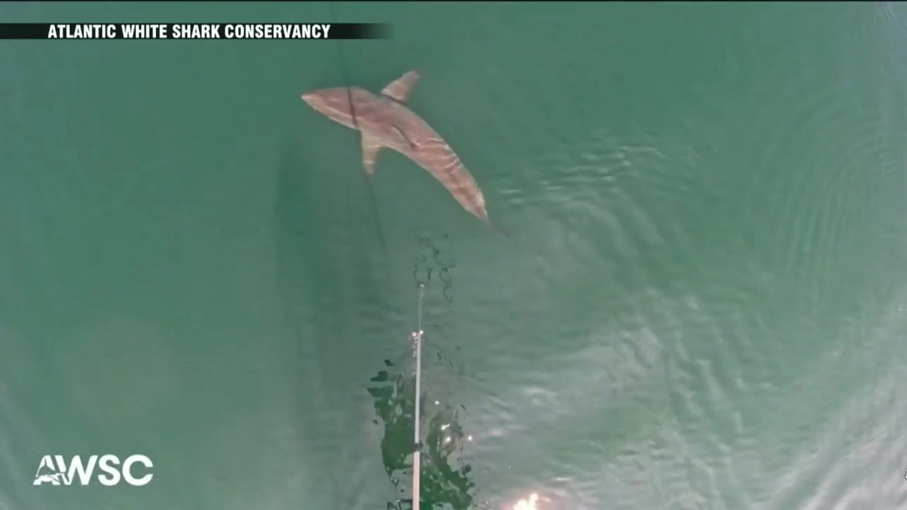 Marine biologists tag 6 great white sharks after spotting them in Cape ...