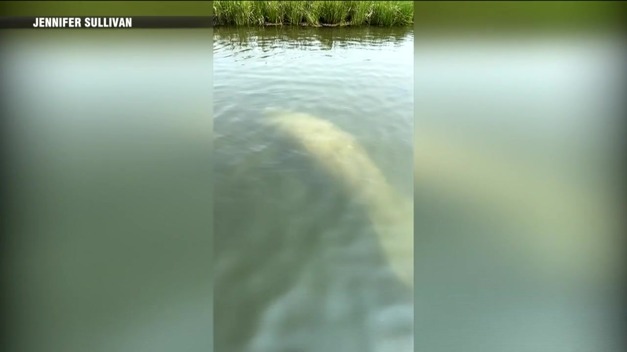 Scientists standing by to rescue rare manatee sighted in cold New ...