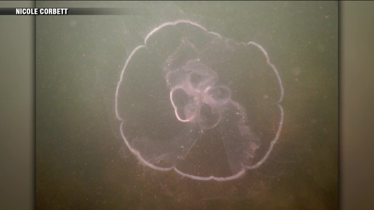 Experts believe moon jellyfish off Cape Cod to blame for surge in ...