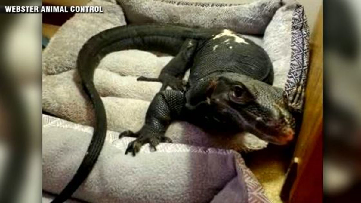 ‘Goose is no longer on the loose’: Elusive water monitor captured ...