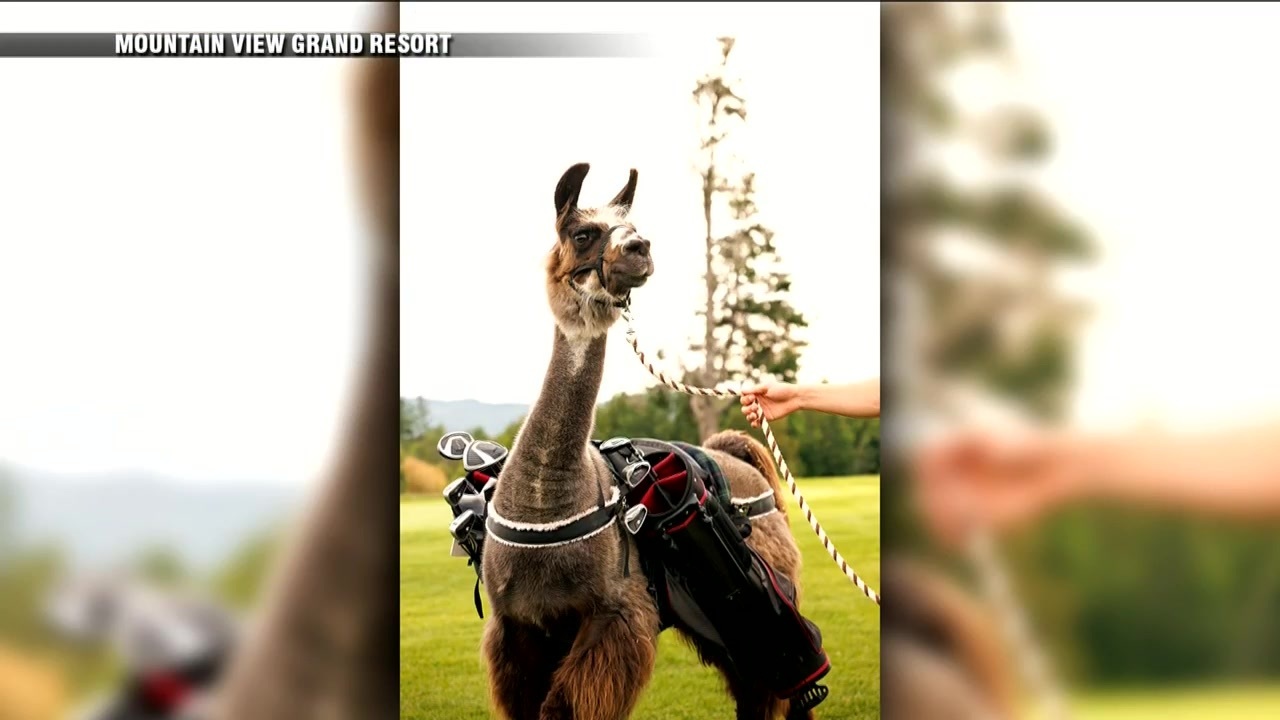 Have you ever wanted to golf with llamas? Well, now you can in New ...