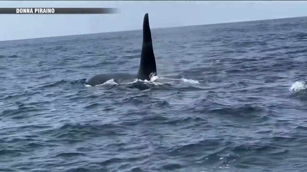 Orca whale spotted between Cape Cod and Cape Ann - Boston News, Weather ...
