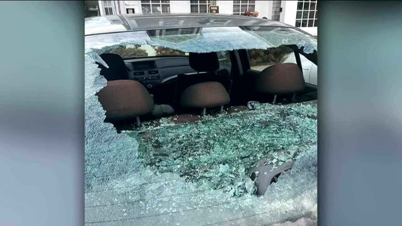 ‘Fowl play’: Seagull shatters bakery owner’s back windshield with ...