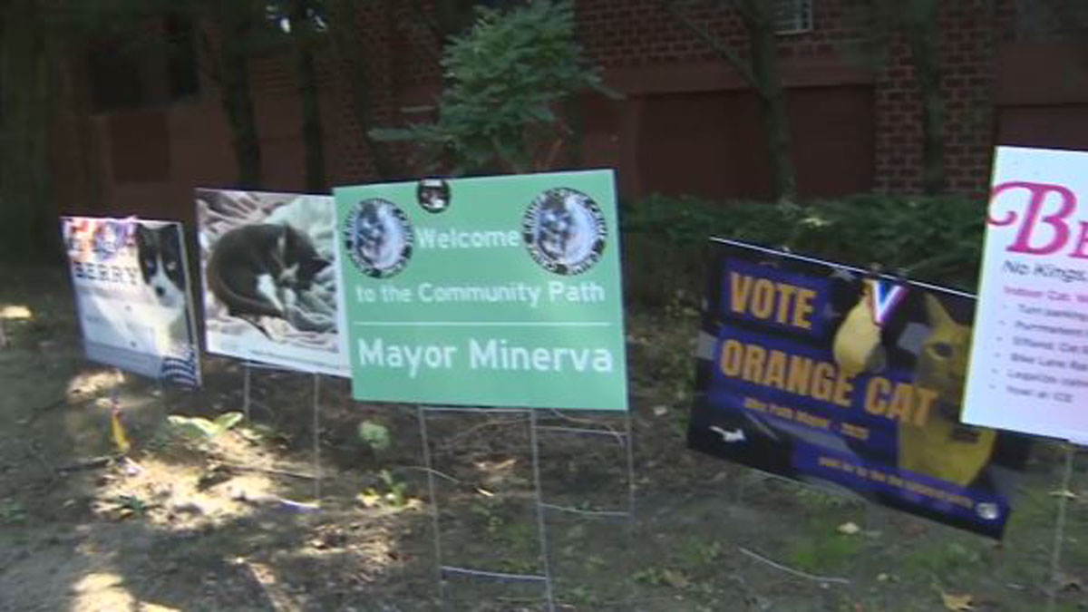 Minerva elected new cat mayor of Somerville bike path after fierce ...