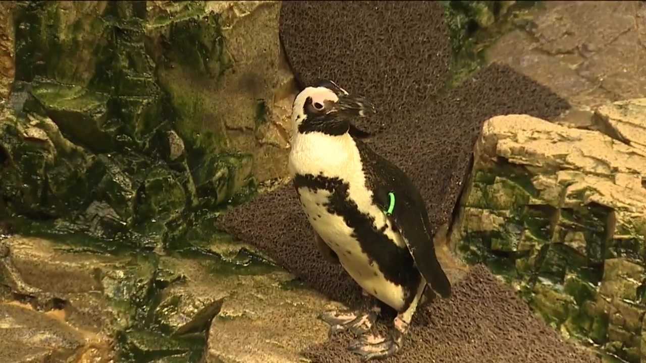 Beloved African penguin ‘Lambert’ gets updated habitat at New England ...
