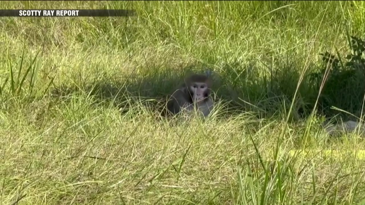 Monkeys escape from overturned truck on Mississippi highway - Boston ...