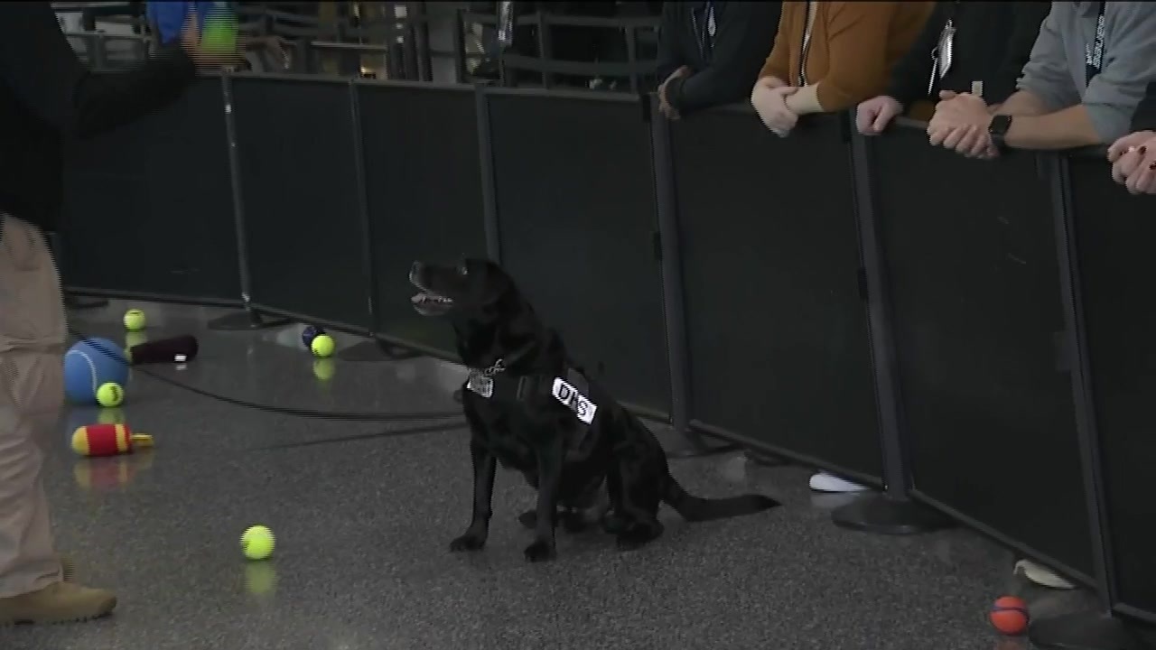 TSA dog at Logan retires after 9 years on the job - Boston News ...