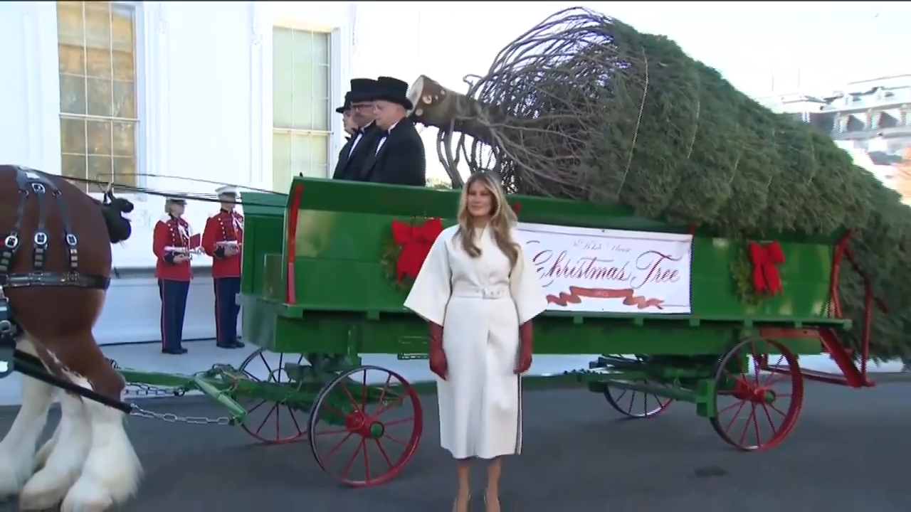 Melania Trump welcomes Christmas tree to the White House - Boston News ...