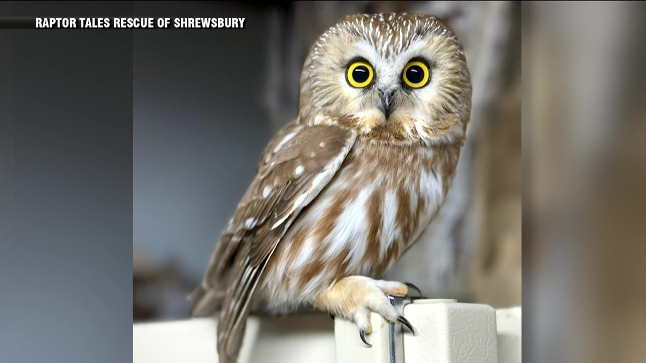 Owl rescued off side of road in Phillipston - Boston News, Weather ...