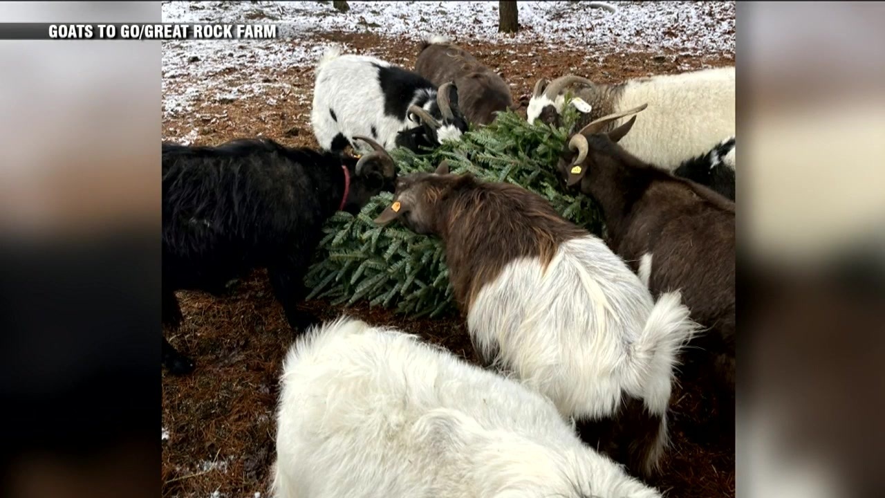 Family farm in Georgetown hosting annual Christmas tree drop off for ...