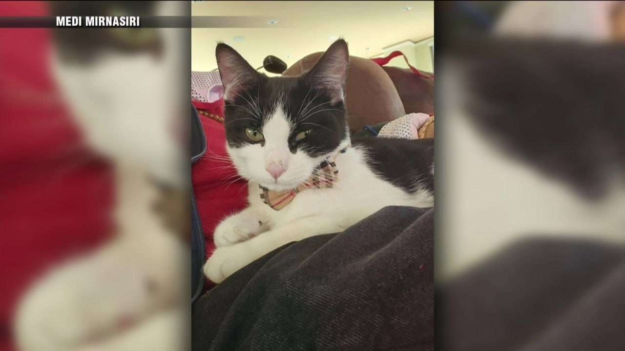 Milo, Nahant cat stolen in owner’s car, back home - Boston News ...