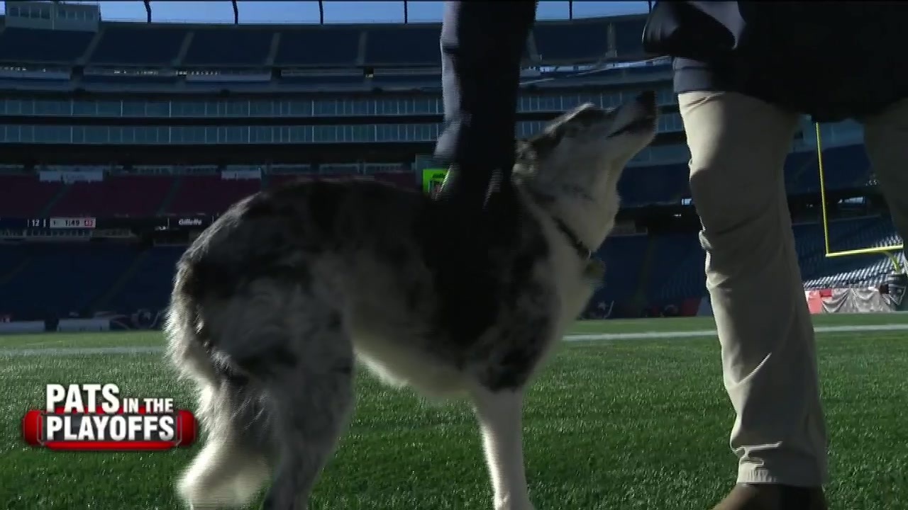 Meet Boyd, the dog responsible for keeping geese clear of Gillette ...