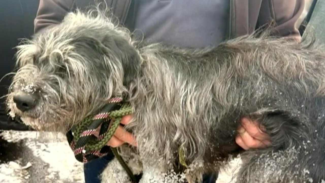 Needham police: Dog believed to have been dumped survives for days in ...