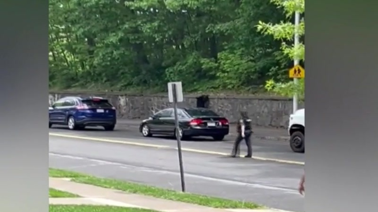 Black bear spotted wandering around Worcester - Boston News, Weather ...