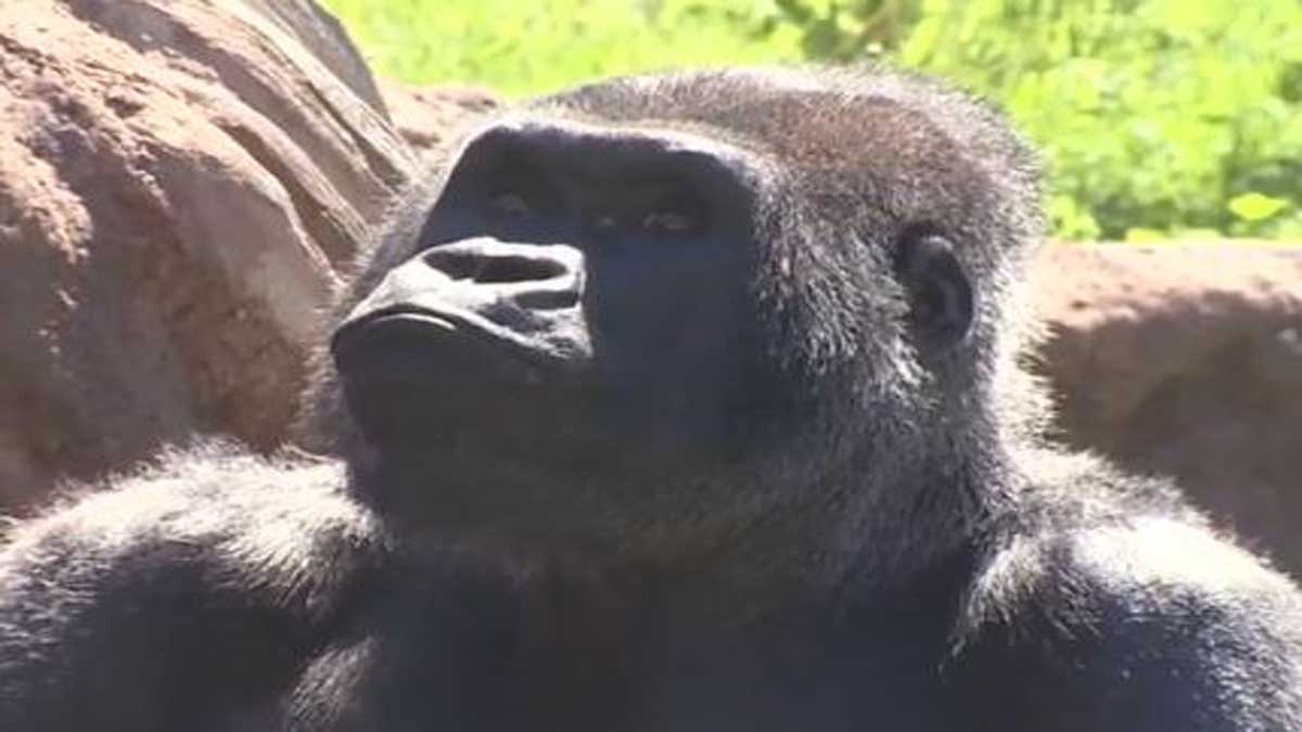 Fans flock to see ‘Little Joe’ the gorilla in his final weekend at the ...