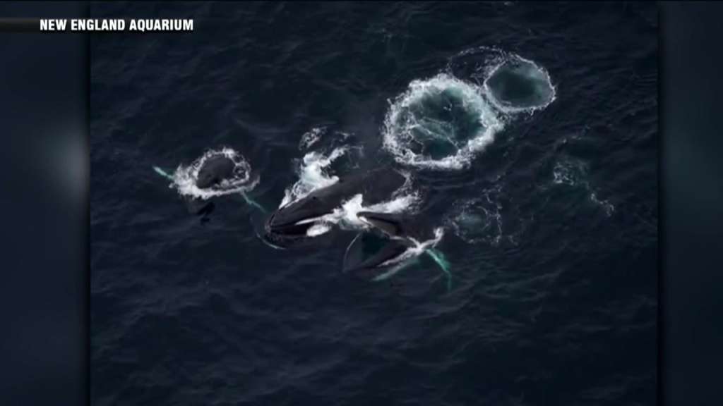 Cape & Islands – Boston News, Weather, Sports | WHDH 7News