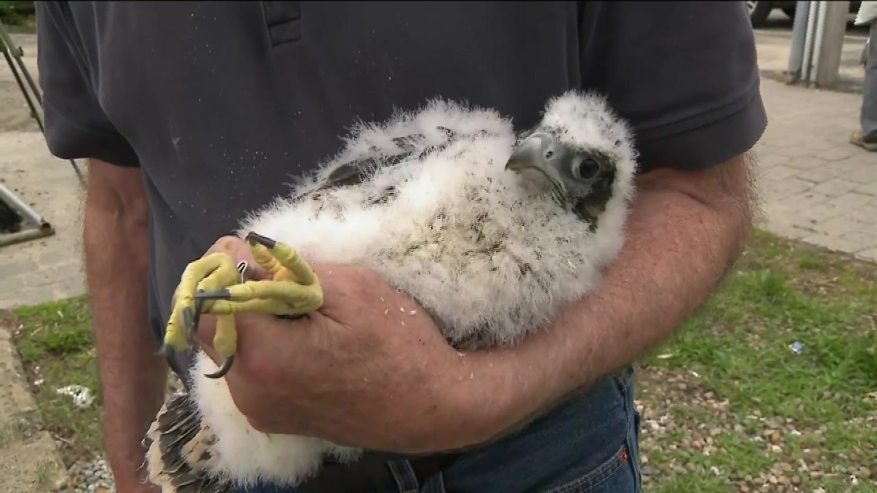 Peregrine falcon chicks banded in Newburyport to protect population ...
