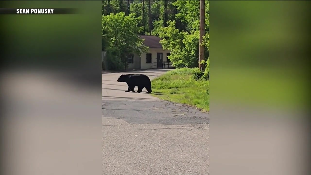 Black bear spotted in Athol - Boston News, Weather, Sports | WHDH 7News