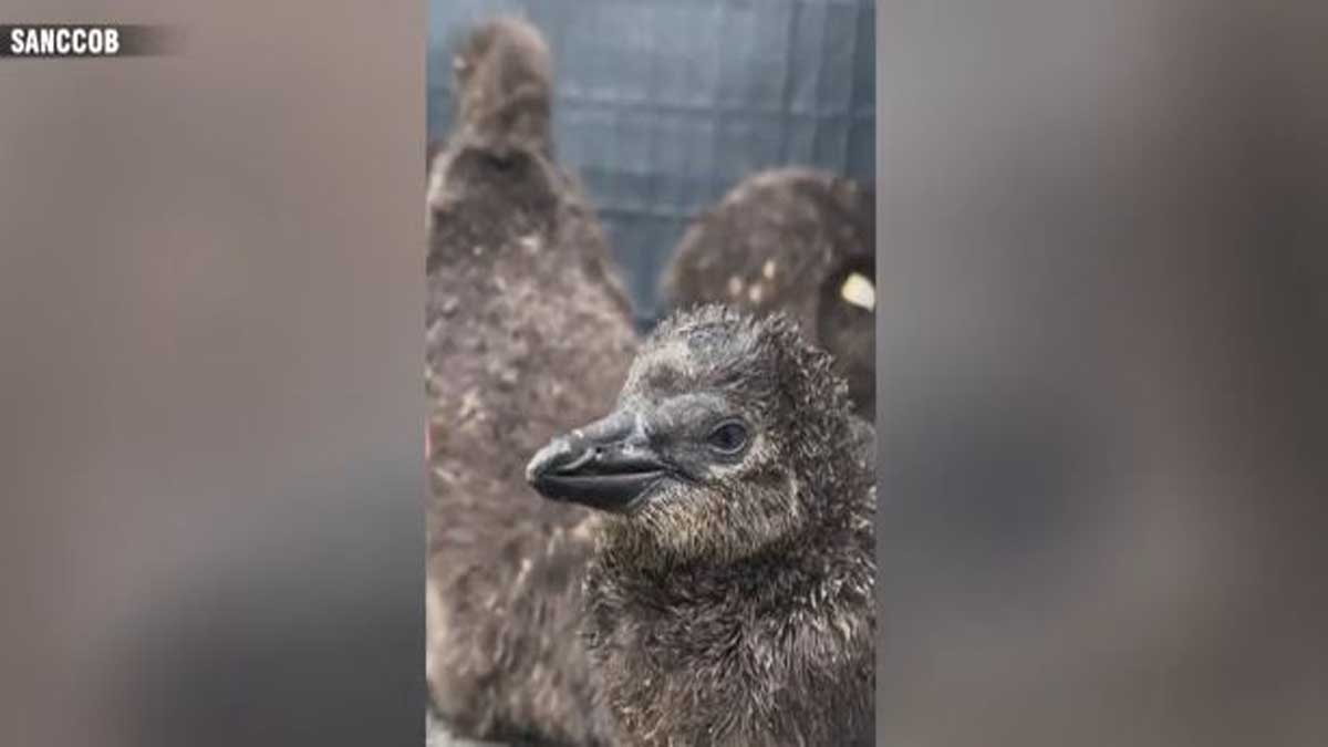 New England Aquarium trainer helps foundation caring for African ...