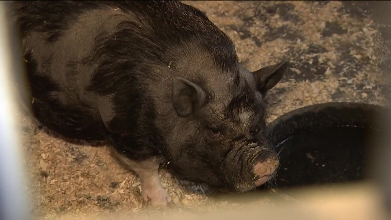 Pig rescued after months on the run in Bridgewater taken in by local ...