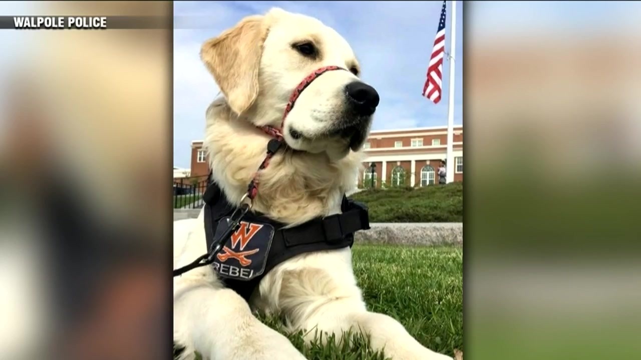 Walpole community honors life of beloved community service dog who died ...
